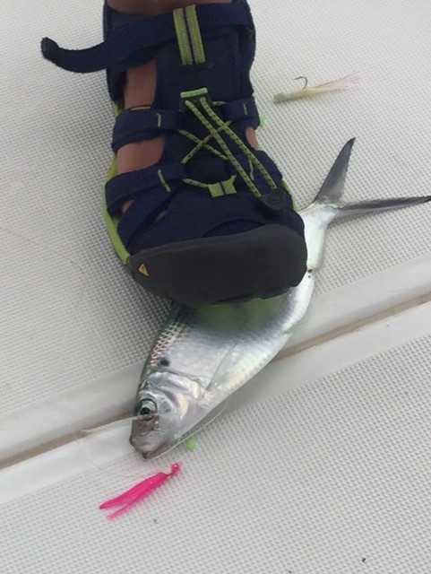 First Granada Fish! -Nathan – Sailing Trismic