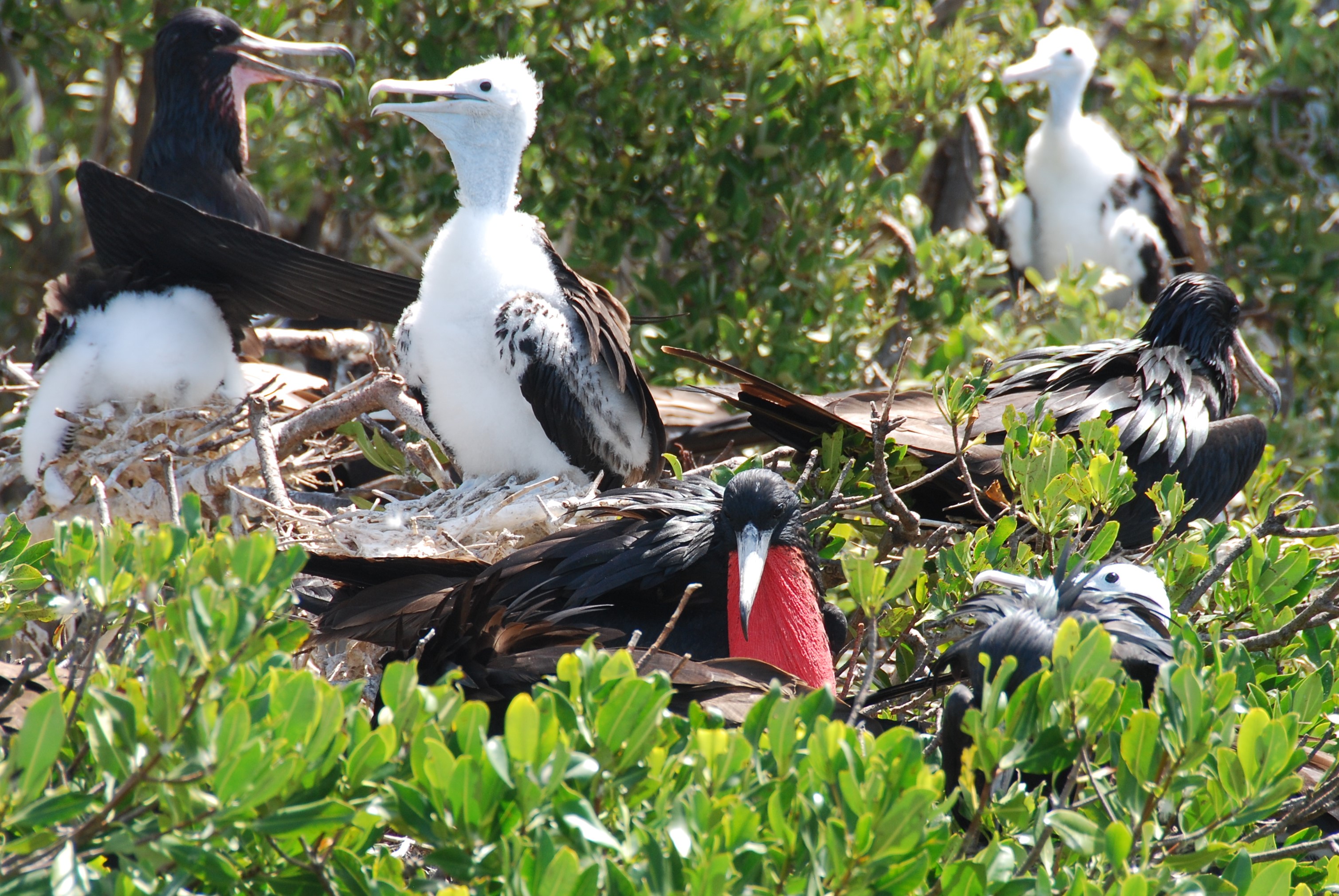 Barbuda – March 2017 – Sailing Trismic